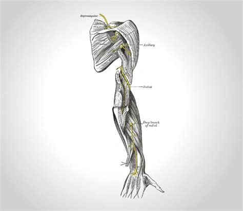 N Vralgie Du Bras Physioactif
