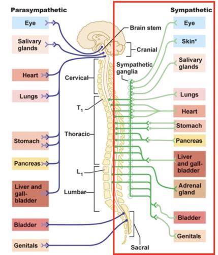 16 Peripheral Nervous System PNS Flashcards Quizlet