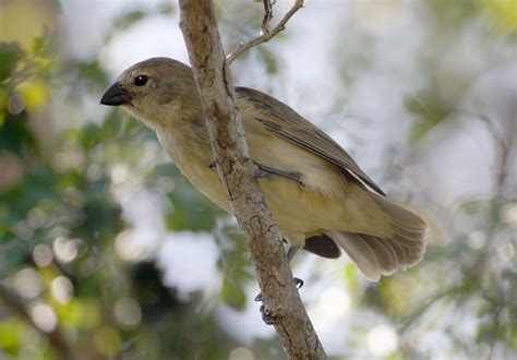 Identifying Darwin S Finches Galapagos Conservation Trust