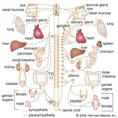 Autonomic Nervous System Divisions Functions Britannica
