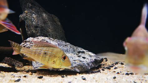 Geophagus YouTube