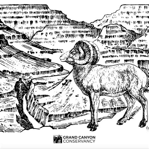 Free Grand Canyon Coloring Pages Grand Canyon Conservancy