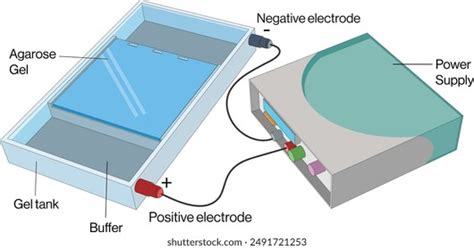 Agarose Gel Electrophoresis Diagram White Background Stock Vector