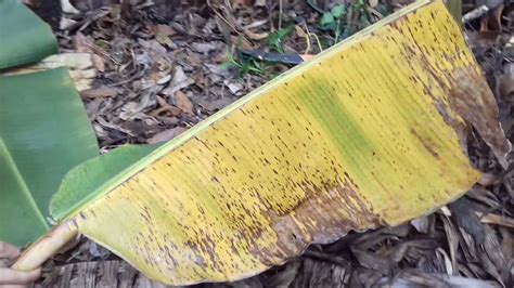COMO IDENTIFICAR DEFICIENCIA DE POTASIO EN EL CULTIVO DE PLATANO YouTube