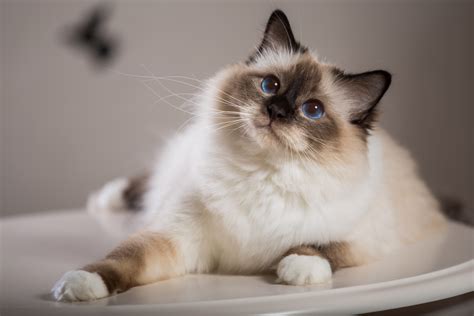 Birman Vs Siamese Cat Main Differences With Pictures Catster
