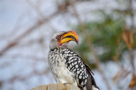 Rwanda Bird Watching Tours Birding Safaris In Rwanda