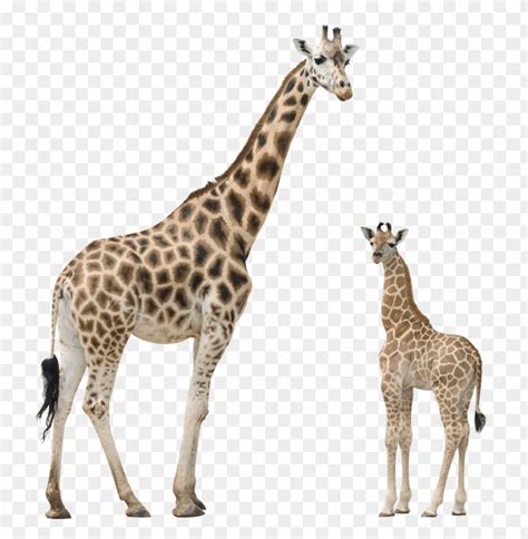 Detail Giraffe Png Clipart Koleksi Nomer 19