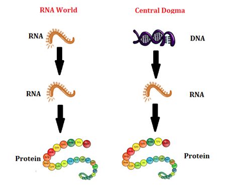 The RNA World Hypothesis And Origin Of Life Theories