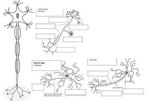 Diagram Of Neurons Quizlet