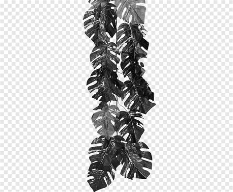 Hojas Gr Fico De Hojas Negras Png Pngegg