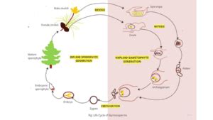 Exploring The Life Cycle Of Gymnosperm Science Query