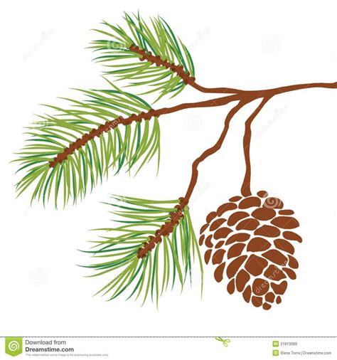 Pine Tree Branch And Cone Vector Pine Cone Drawing Pine Cone Art