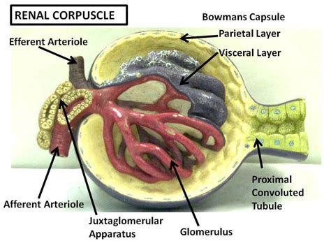 Renal Corpuscle Lableed Anatomy Physiology Flickr