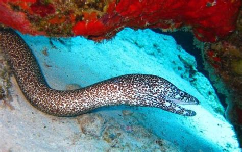 Anguila Características hábitat alimentación reproducción Pez