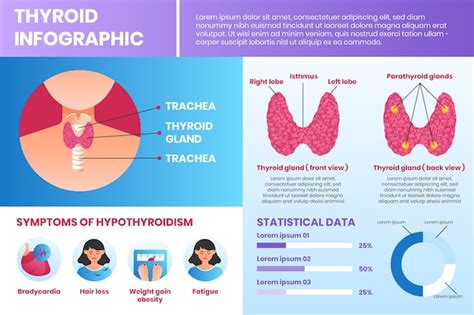 Infographie Dégradée De La Thyroïde Vecteur Gratuite
