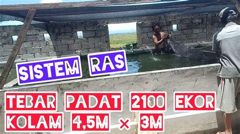 Tebar Padat Ekor Kolam M M Budidaya Ikan Nila Sistem Ras