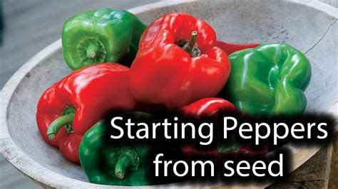 Growing Peppers From Seed Indoors 1 YouTube