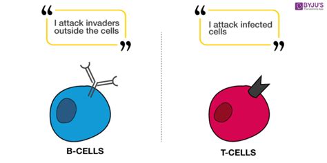 T Lymphocytes Diagram
