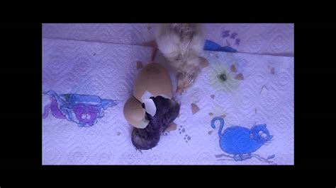 Küken schlüpft aus dem Ei YouTube