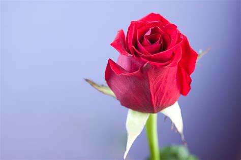 HD Wallpaper Rose Flower Flowers Romantic Beauty Red Love