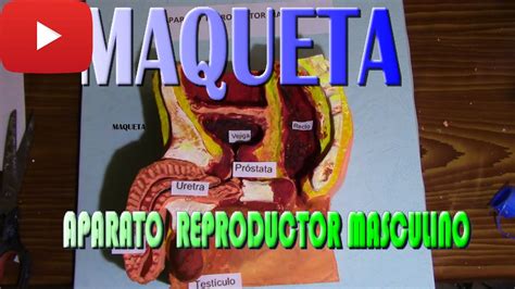 COMO HACER UNA MAQUETA DEL APARATO REPRODUCTOR MASCULINO YouTube