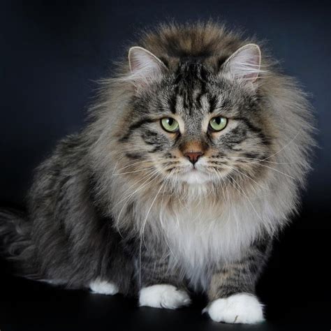 Chat Sibérien chat hypoallergénique origines look santé caractère
