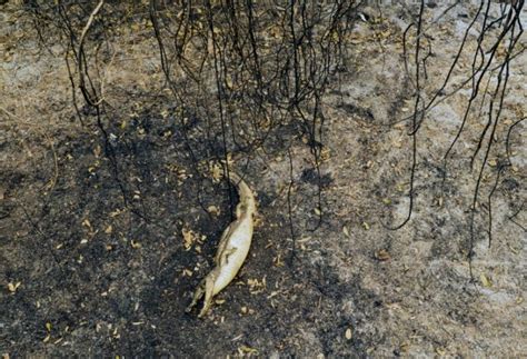El Pantanal de Brasil un paraíso verde devorado por las llamas