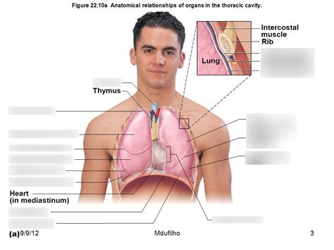 Anatomical Relationships Of Organs In The Thoracic Cavity Diagram Quizlet