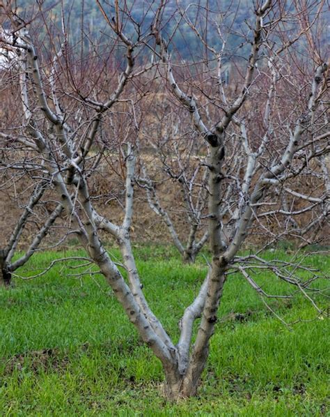 Árbol frutal de durazno en otoño Foto Premium