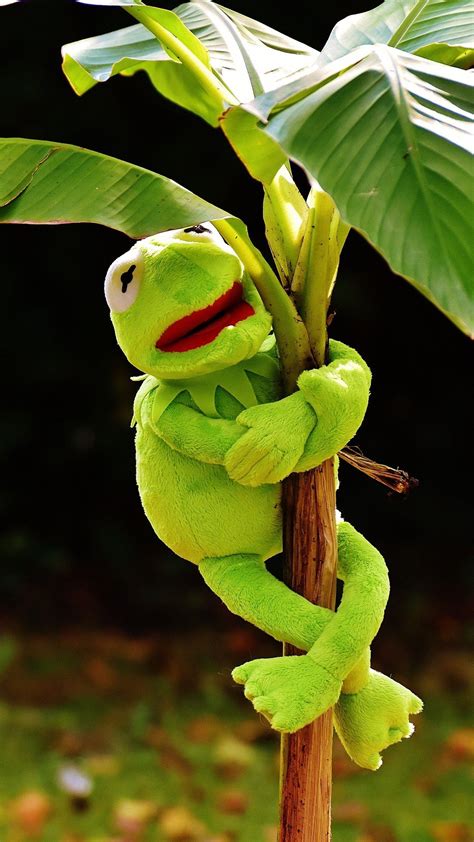 Kermit The Frog Phone Wallpapers Top Free Kermit The Frog Phone
