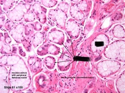 Introduction To Gi Histology Dr Mapes Flashcards Quizlet