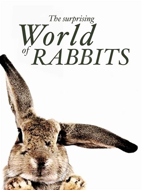 Traducci N De The Surprising World Of Rabbits El Superpoder De Los