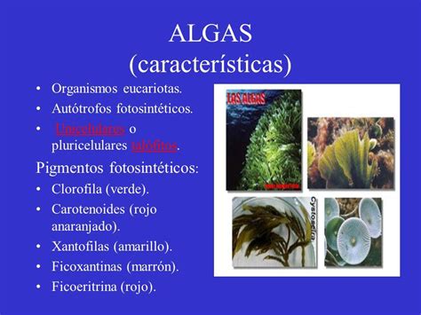 Reino PROTISTA características y clasificación RESUMEN CORTO