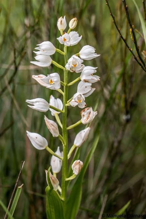 Voando na Natureza Orquídeas selvagens de Portugal Cephalanthera