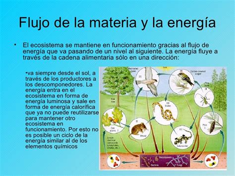 Flujo de energía en los ecosistemas redes