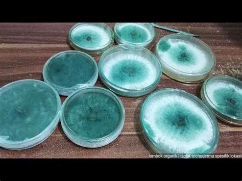Manfaat Jamur Trichoderma Sp Untuk Cabe Dan Tanaman Lainya Serta Cara