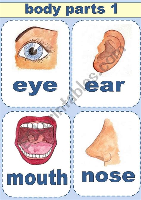 Printable Body Part Flashcards