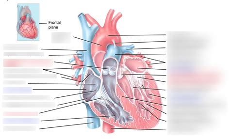 1 Heart Chambers Diagram Quizlet