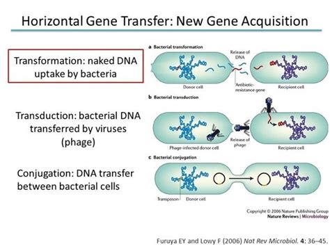 Bacterial Gene Exchange Diagram Quizlet