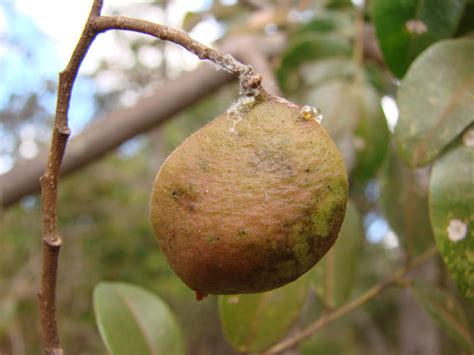 Copaifera Langsdorffii 4 Arvore Especies Flickr