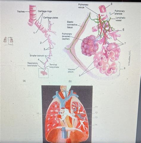 Solved Exercise 6 Trachea And Bronchial Tree Anatomy La