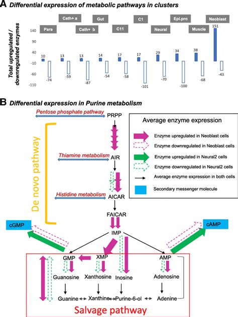 differential expression of metabolic pathways in clusters a download scientific diagram