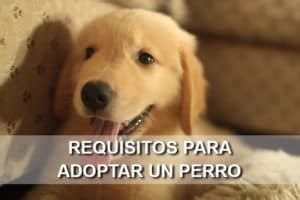 Requisitos Para Adoptar Un Perro TODO LO QUE NECESITAS SABER