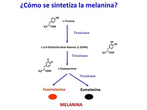 Genes colores y pelirrojos Gen Ética