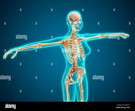 X Ray Human Skeleton