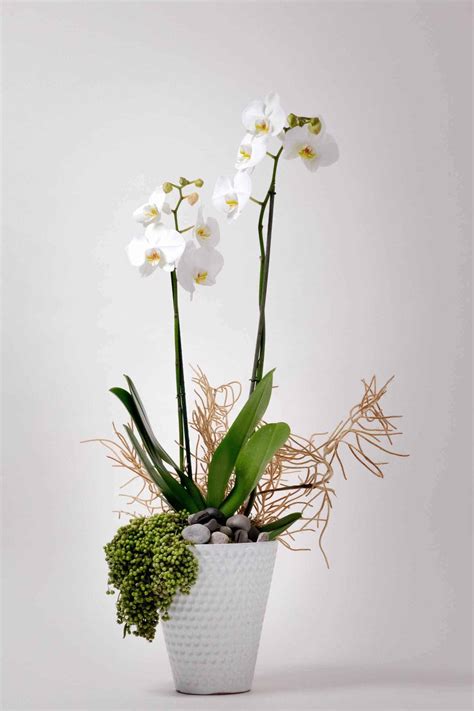 Details 300 arreglos de orquídeas naturales precios Abzlocal mx