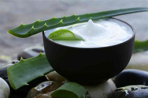 Comment Utiliser L Aloe Vera Pour Faire Pousser Les Cheveux