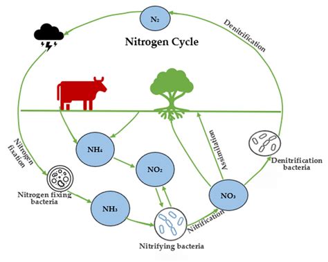 Nitrogen Cycle Definition Steps Importance With 49 OFF