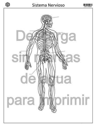 Sistema Nervioso Sin Nombres Home