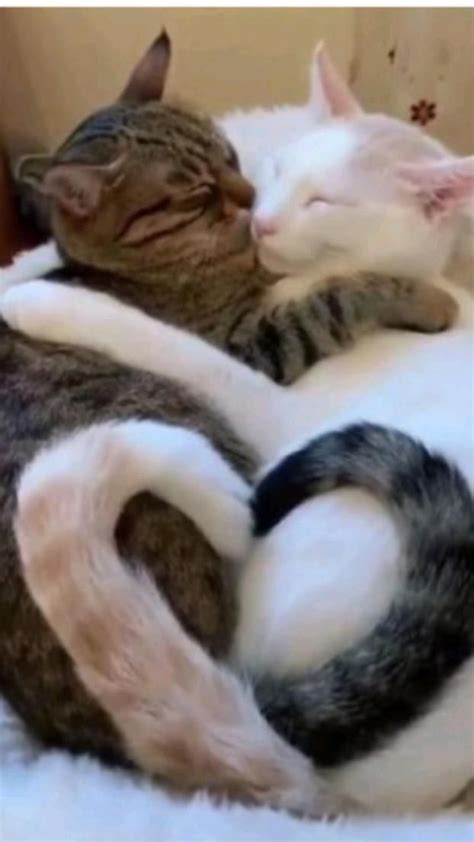 Pin By Natalie On Piny Od V S Baby Cats Cute Cats Funny Cat Videos